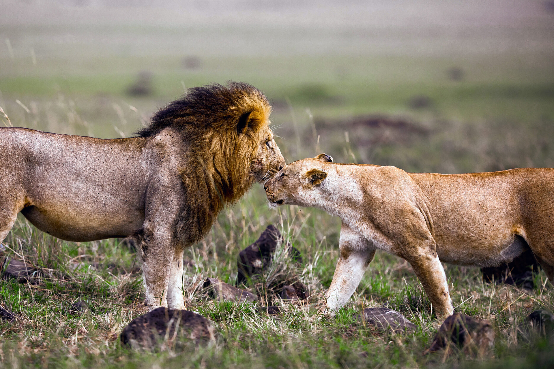 World Lion Day 2020 | Earth Endeavours