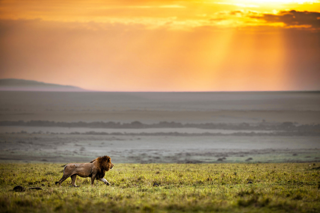 World Lion Day 2020 | Earth Endeavours