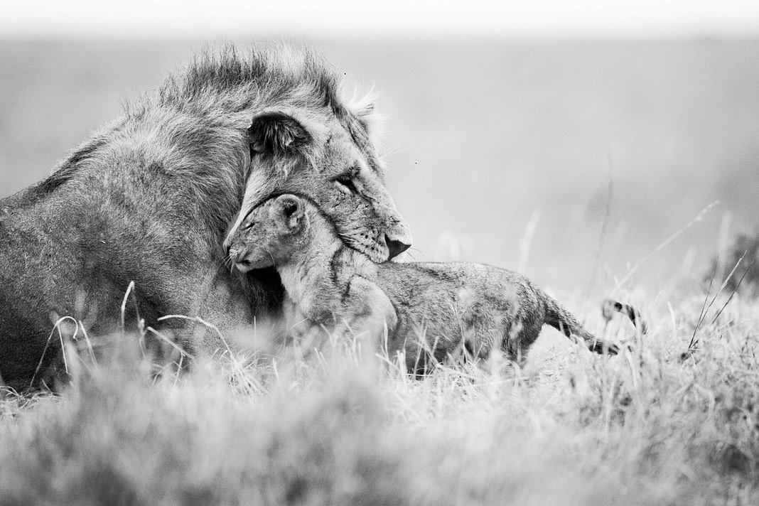 World Lion Day 2020 | Earth Endeavours