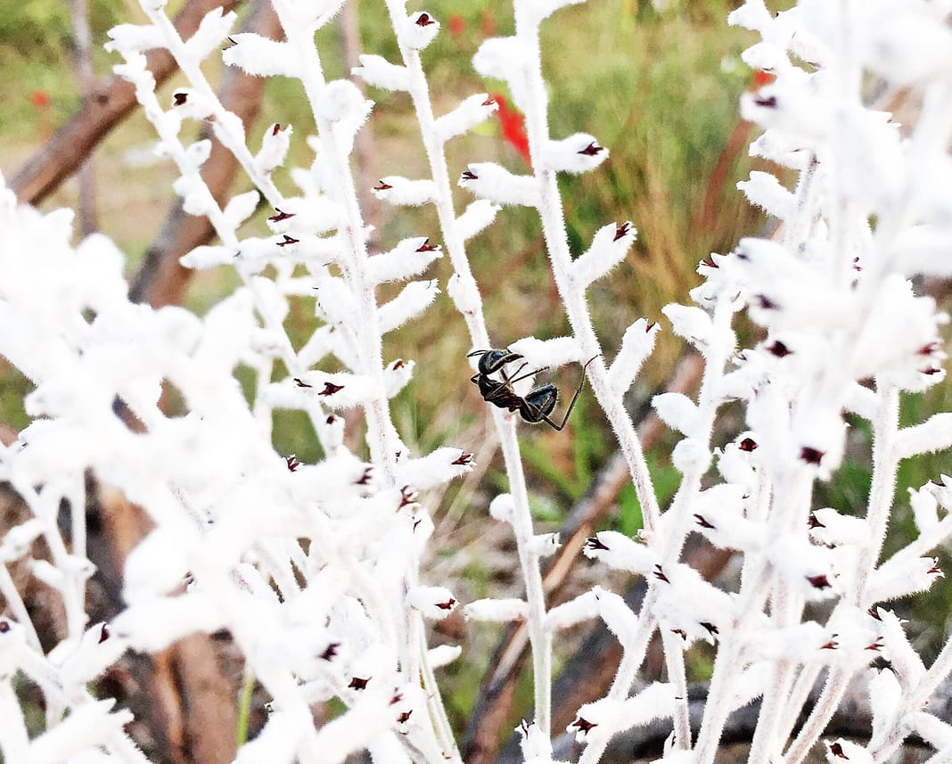 Adaptive Pollination: Autonomous Drones and Ants | Earth Endeavours