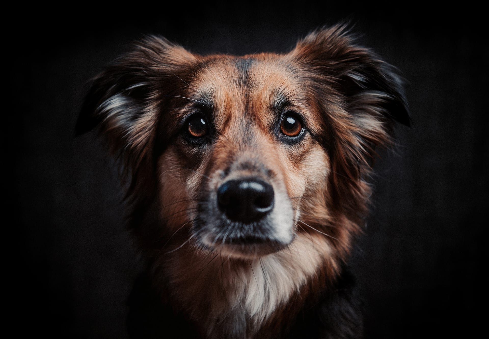 Drawing Inspiration from Dogs | Earth Endeavours