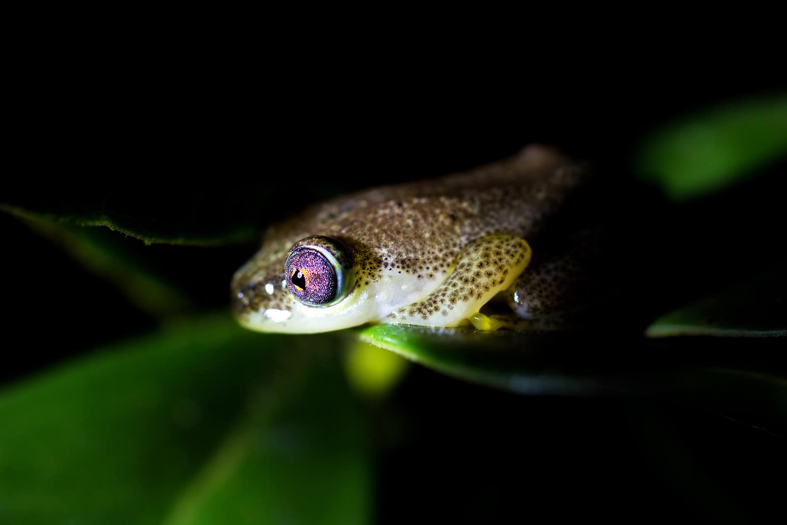 The Night Frogs by M.J. Gibbs | Earth Endeavours