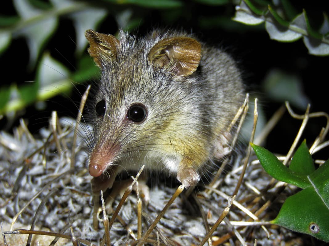 How to Photograph Honey Possums | Earth Endeavours