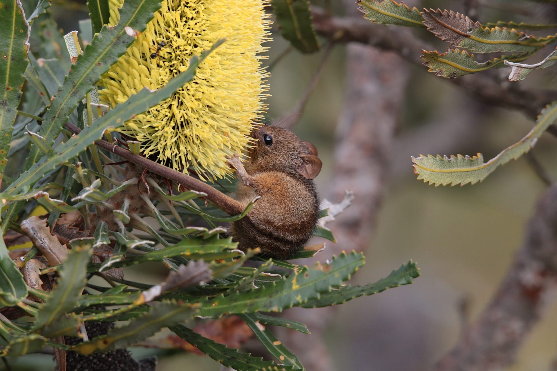 How to Photograph Honey Possums | Earth Endeavours