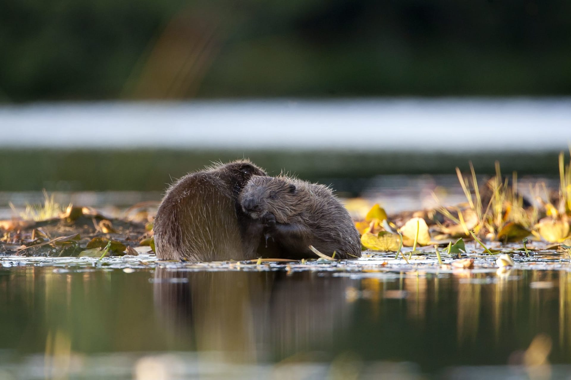 A Garden Inspired by Beavers | Earth Endeavours