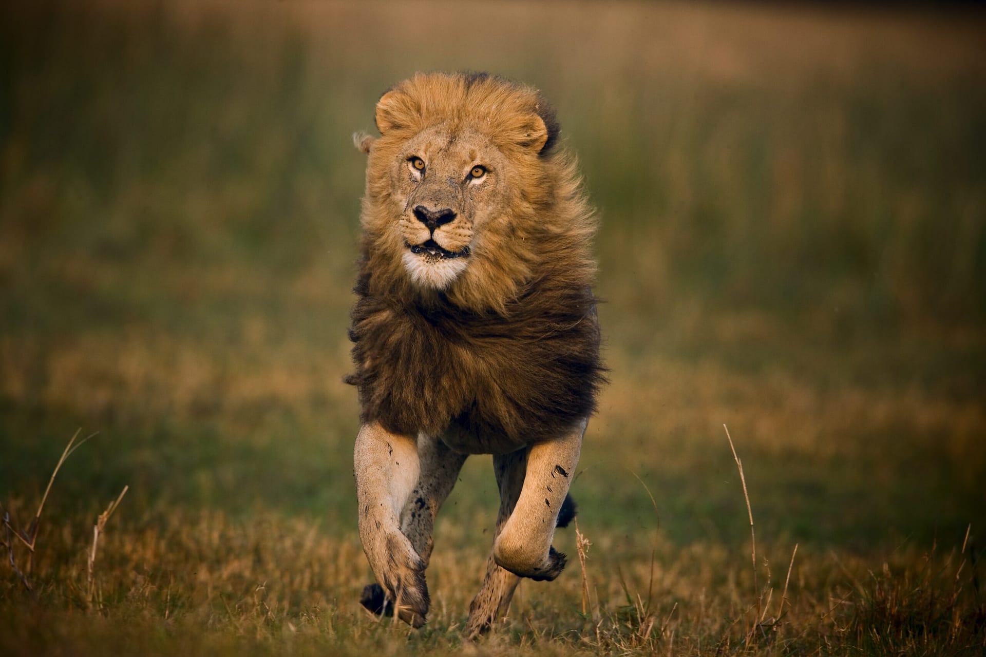 How to Photograph Lions with Beverly Joubert | Earth Endeavours