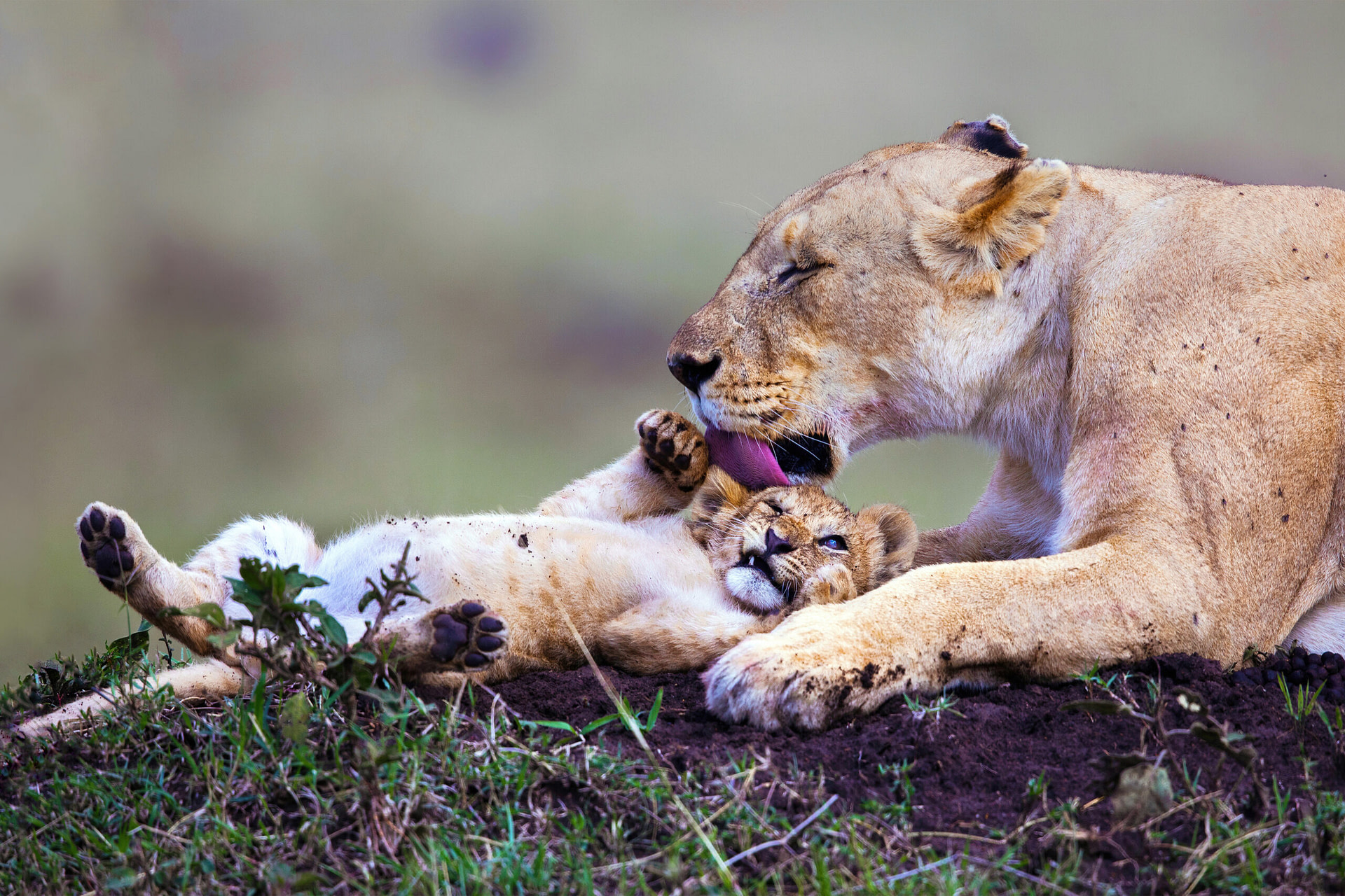 World Lion Day 2020 | Earth Endeavours